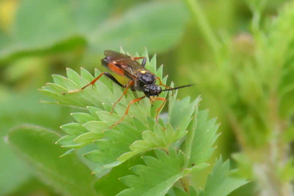 Tenthredopsis from 83210 Solliès-Toucas, France on April 26, 2021 at 01 ...