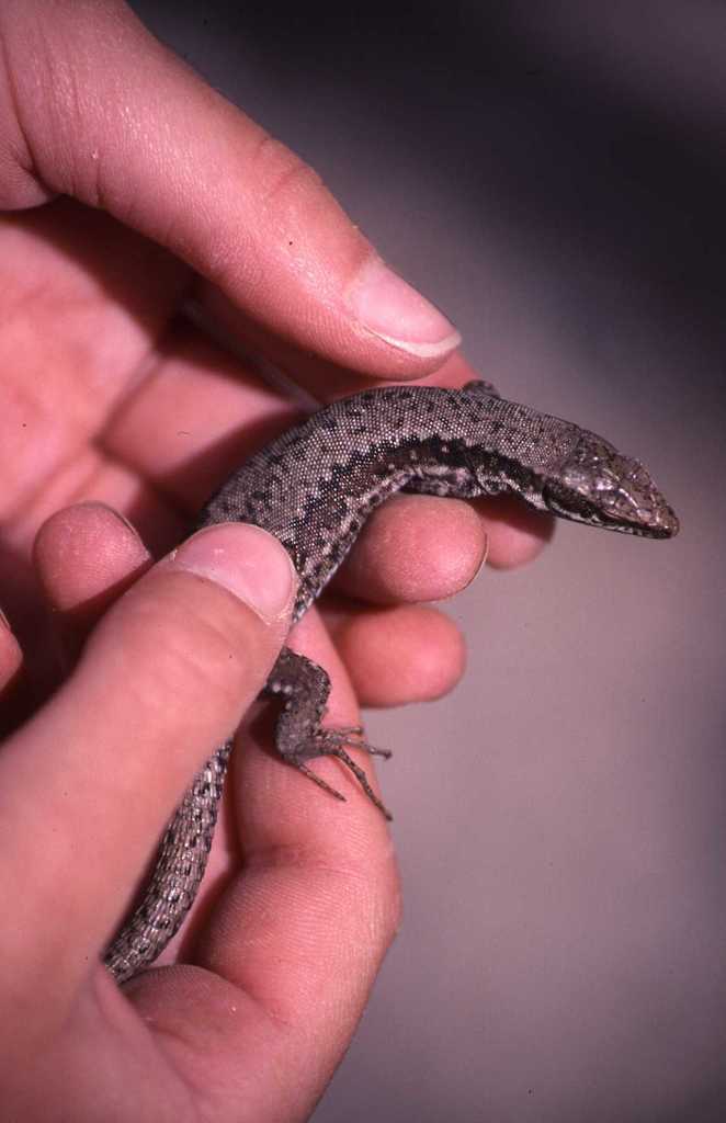 Common Wall Lizard from Saidona, Messenia 240 24, Greece on May 18 ...