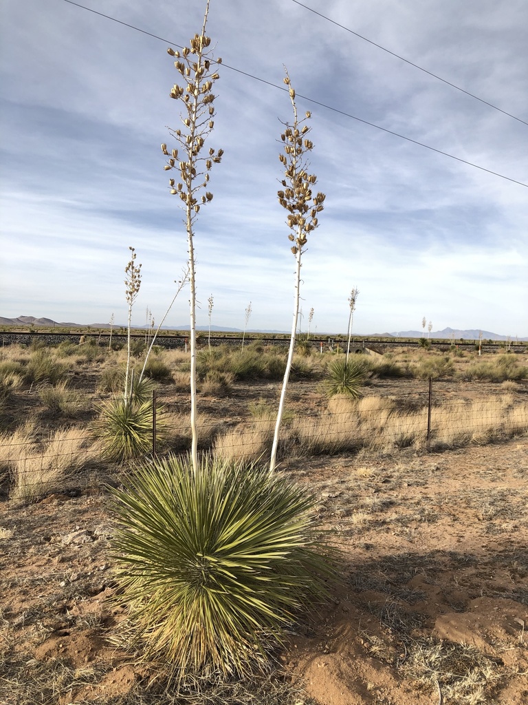 soaptree yucca from Deming, NM, US on April 25, 2021 at 06:27 PM by ...