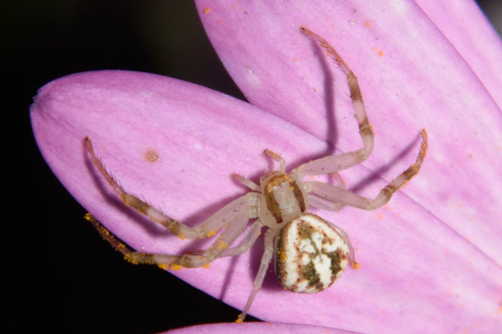 Misumenops from Santa Teresa, Santa Fe, Argentina on April 18, 2021 at ...