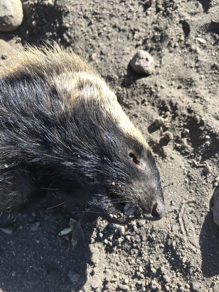 Patagonian Weasel (Lyncodon patagonicus) - Know Your Mammals