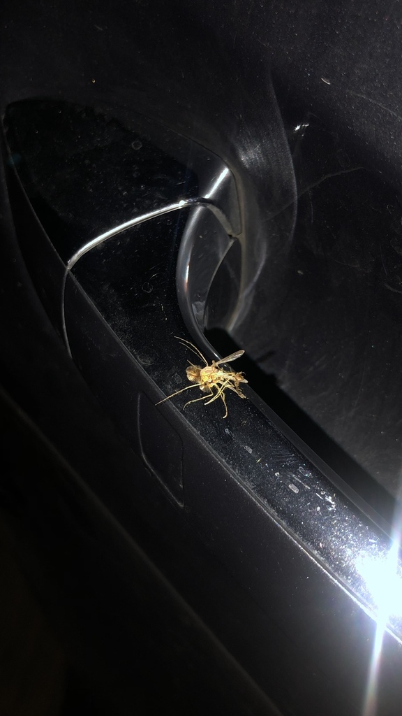 Winged and Once-winged Insects from Main St, Southlake, TX, US on April ...