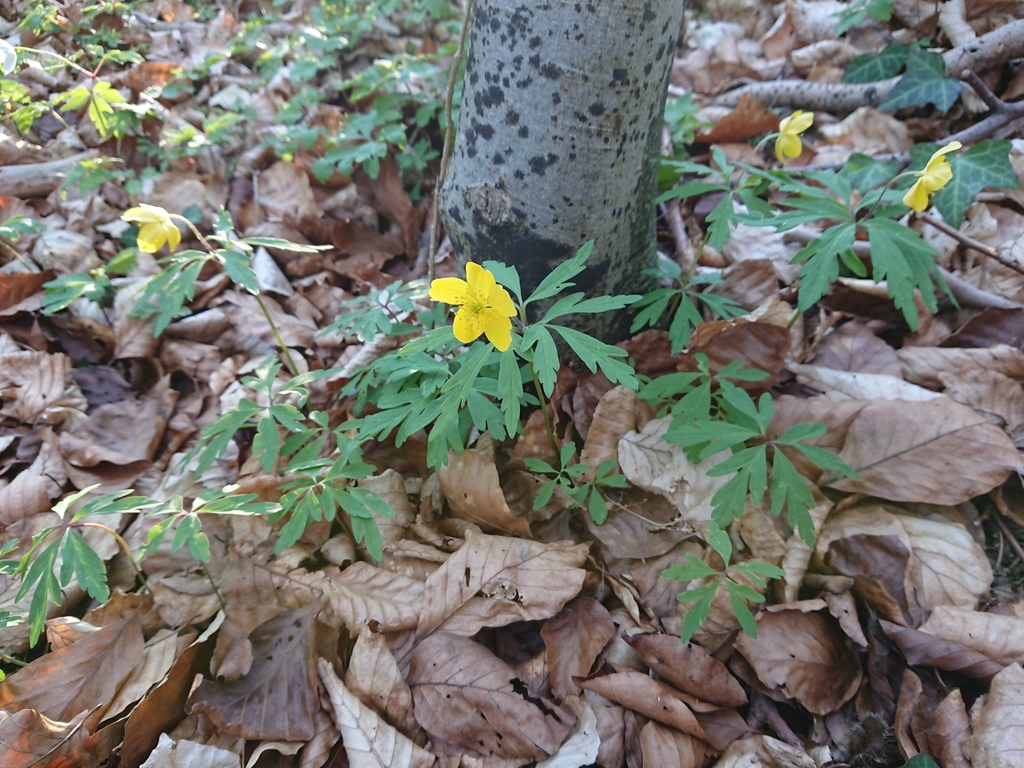 Yellow Anemone from Riis Skov, Aarhus, Danmark on April 26, 2021 at 06: ...