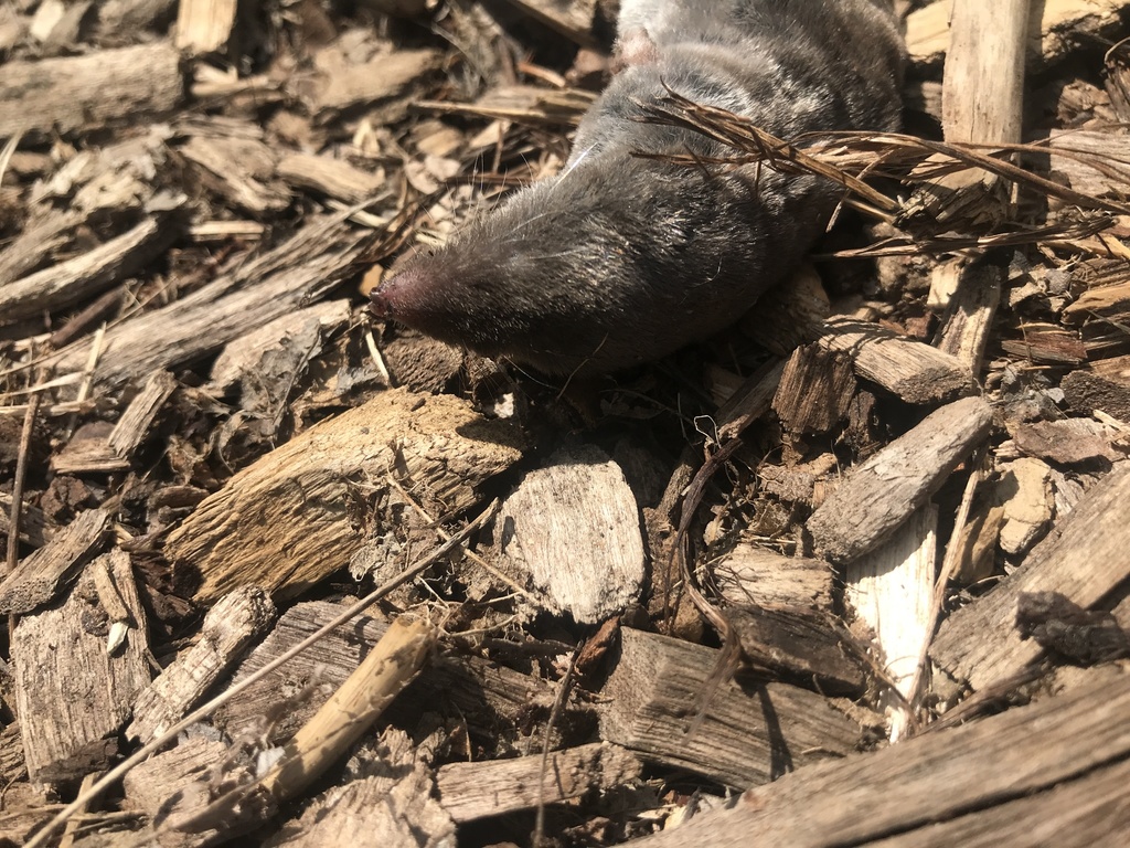 Northern Short-tailed Shrew from Fuertes Bird Sanctuary, Ithaca, NY, US ...