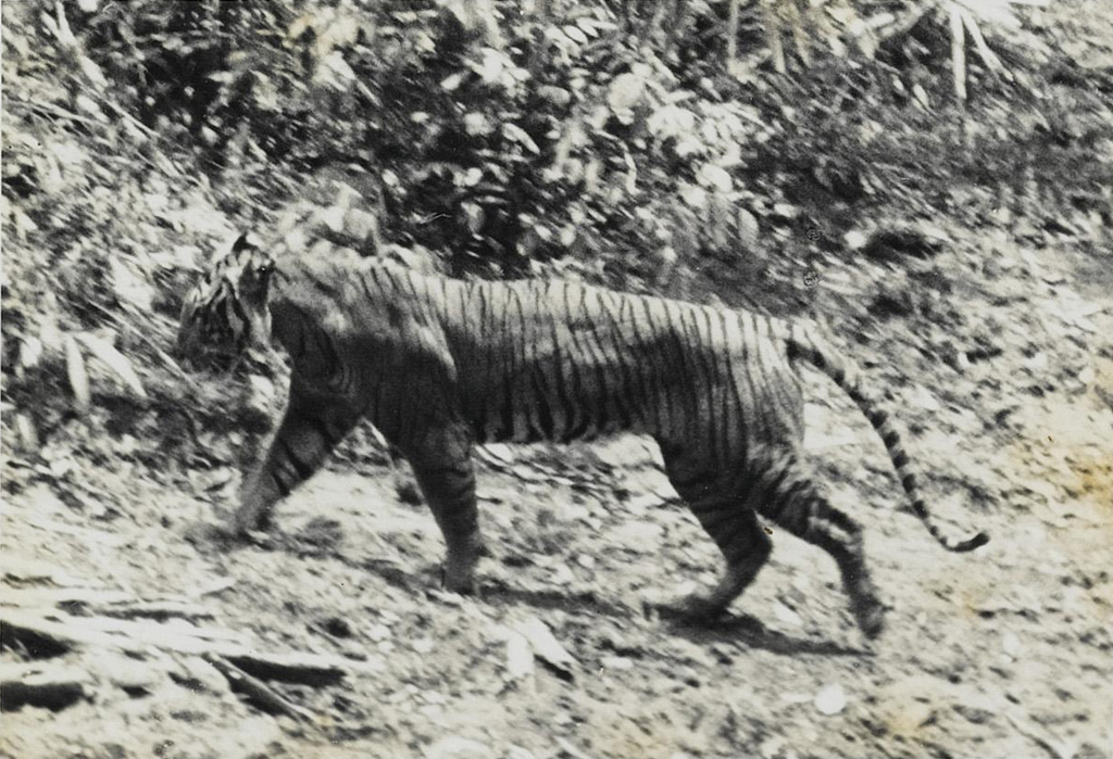 Sunda Tiger (Panthera tigris sondaica) - Know Your Mammals