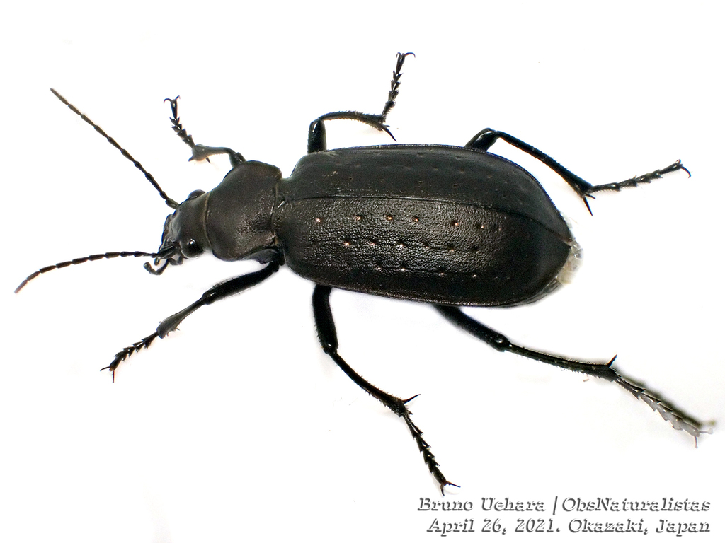 Calosoma chinense from Hatcho Minamimachi, Okazaki, Aichi 444-0922 ...