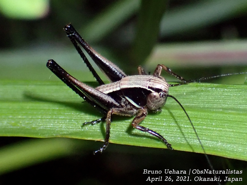 Chizuella bonneti from Hatcho Minamimachi, Okazaki, Aichi 444-0922 ...
