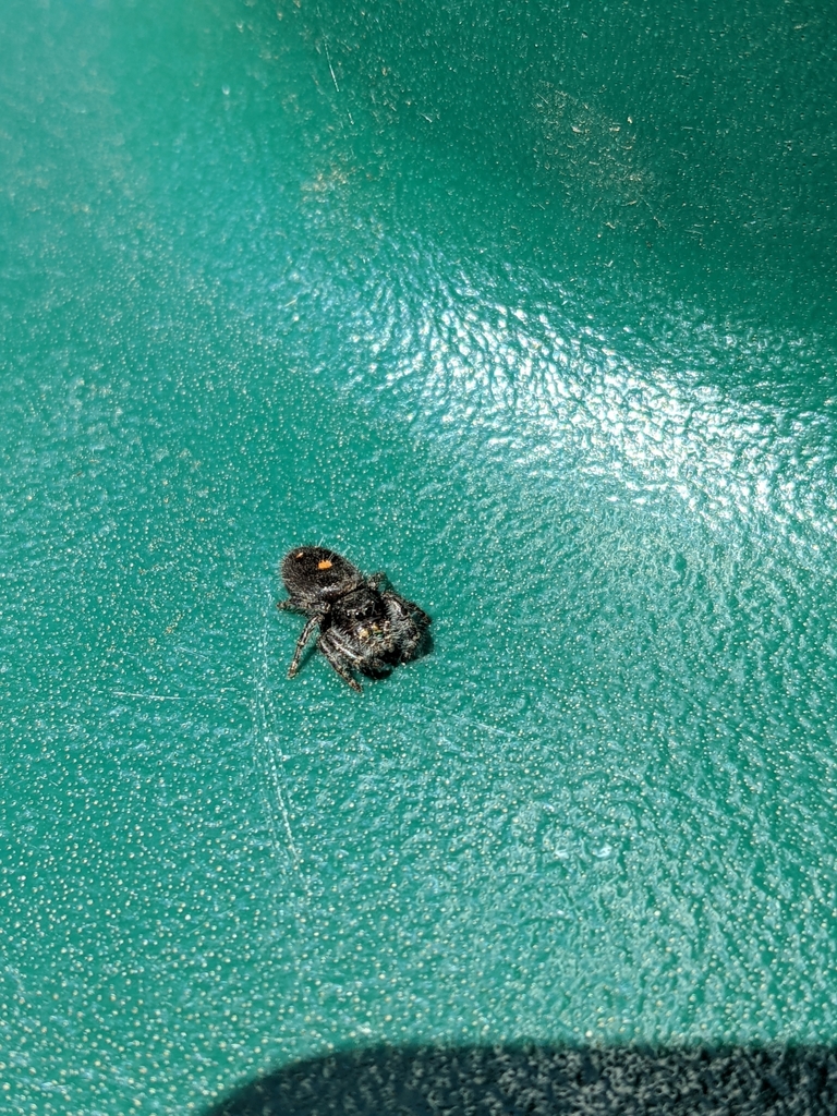 Bold Jumping Spider from Limestone Township, IL, USA on April 26, 2021 ...