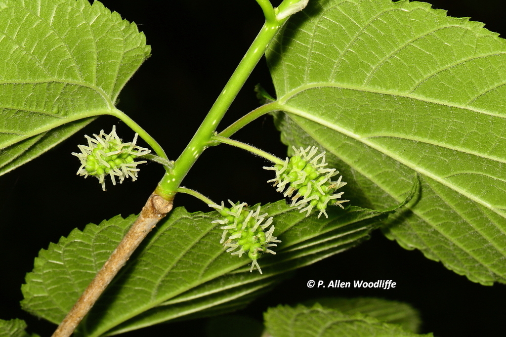 red mulberry (Morus rubra) - Botanical Realm