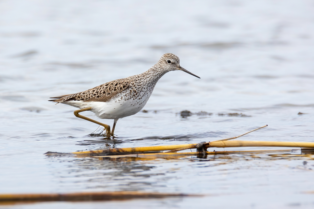 Marsh Sandpiper (Common Grasses of Chhattisgarh, India) · iNaturalist
