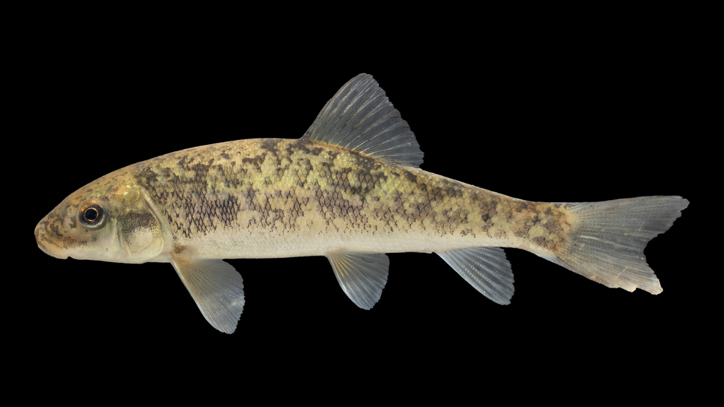 White Sucker (Catostomus commersonii) - Marine Life Identification