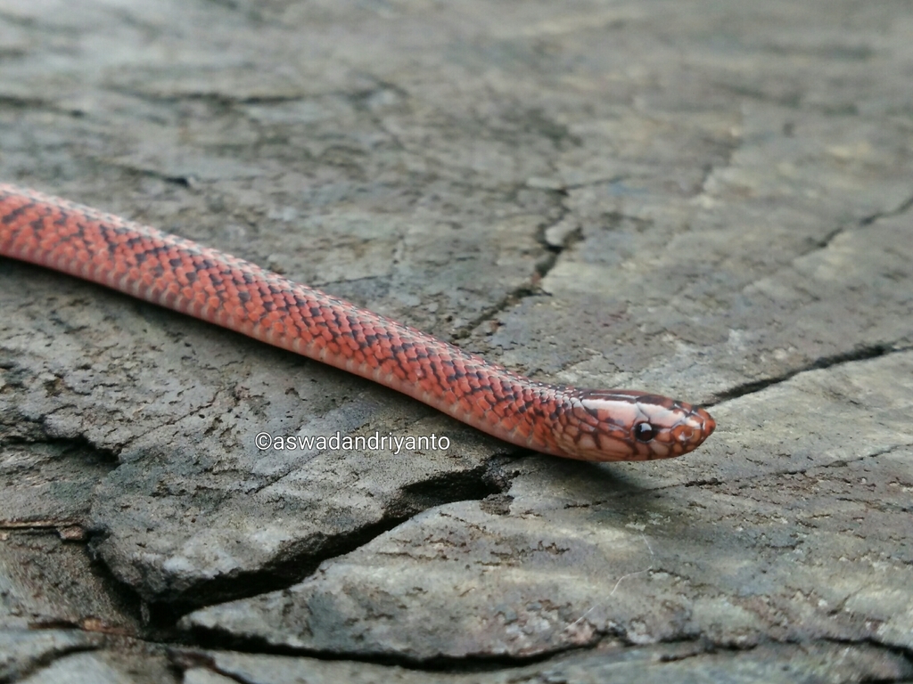 Colubrid Snakes (Colubridae) - Snakes and Lizards