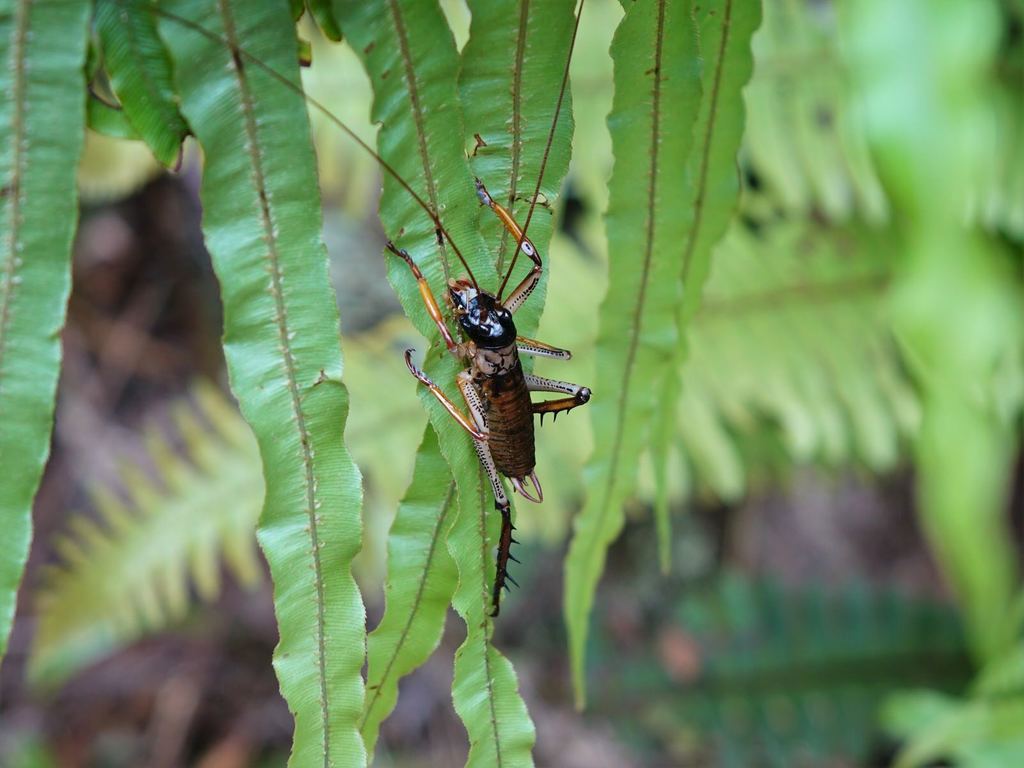 Auckland Tree Weta from Cutty Grass Track, Henderson Valley, Auckland ...