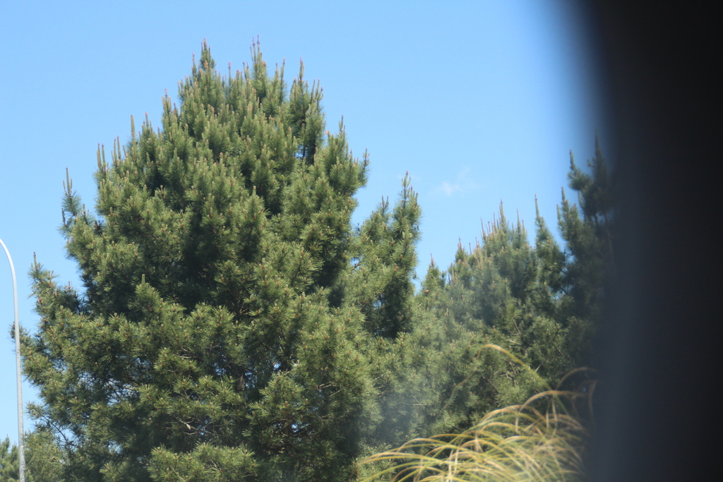 maritime pine (Pinus pinaster) - Botanical Realm
