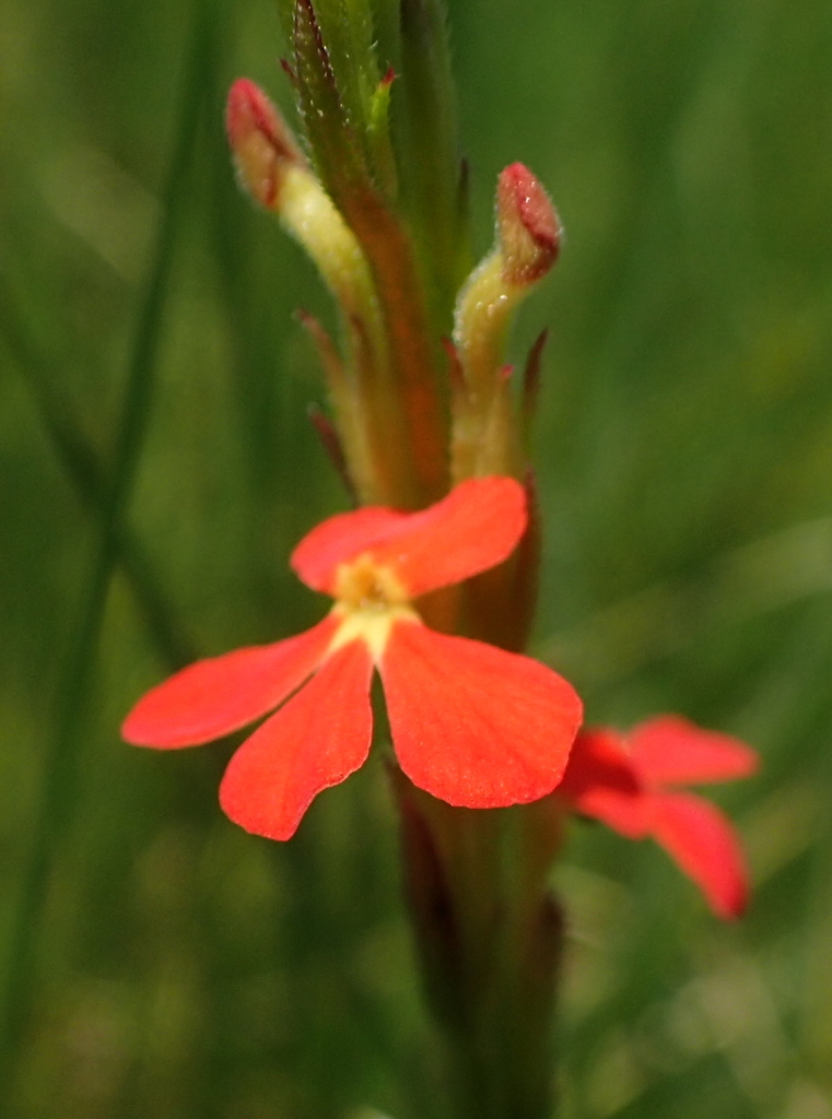 Witchweed (Striga asiatica) - Botanical Realm