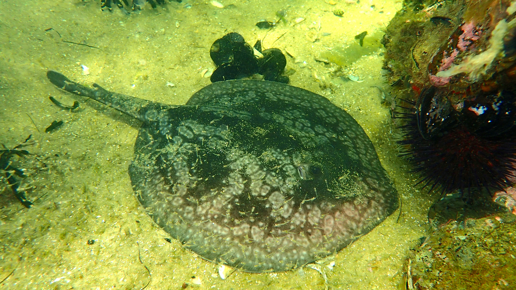 Spotted Stingaree (Urolophus gigas) - Marine Life Identification