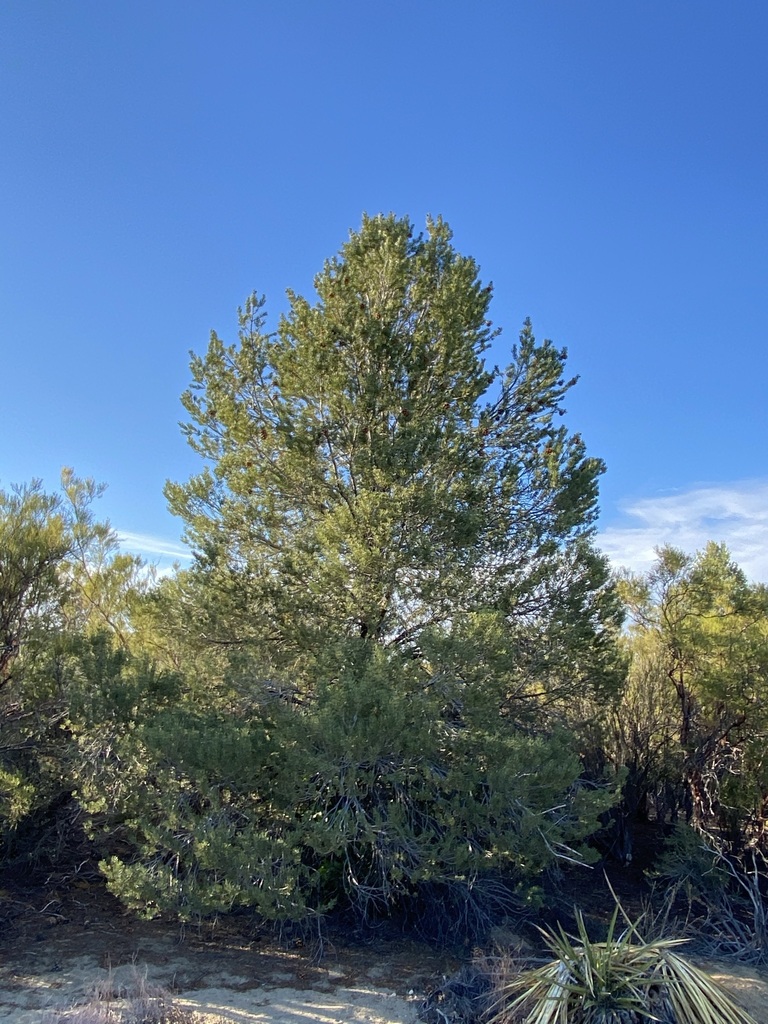 Parry pinyon from Ensenada, Baja California, Mexico on April 24, 2021 ...