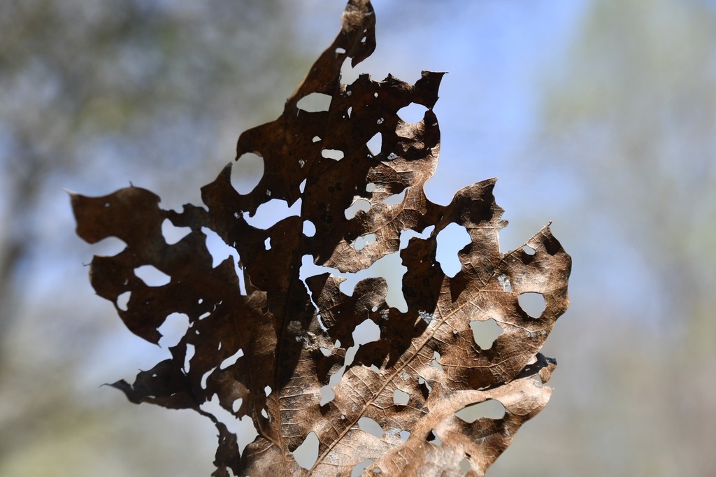 Winged and Once-winged Insects from Taylor County, WV, USA on April 26 ...