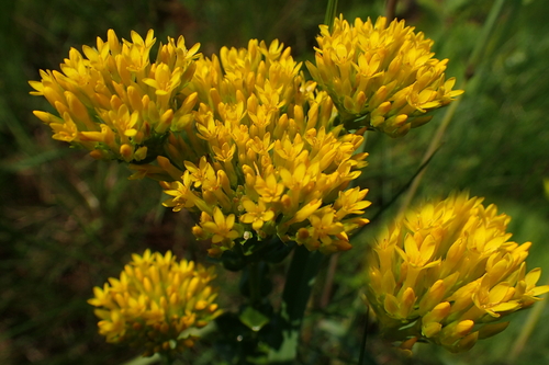 Variety Sebaea sedoides sedoides · iNaturalist