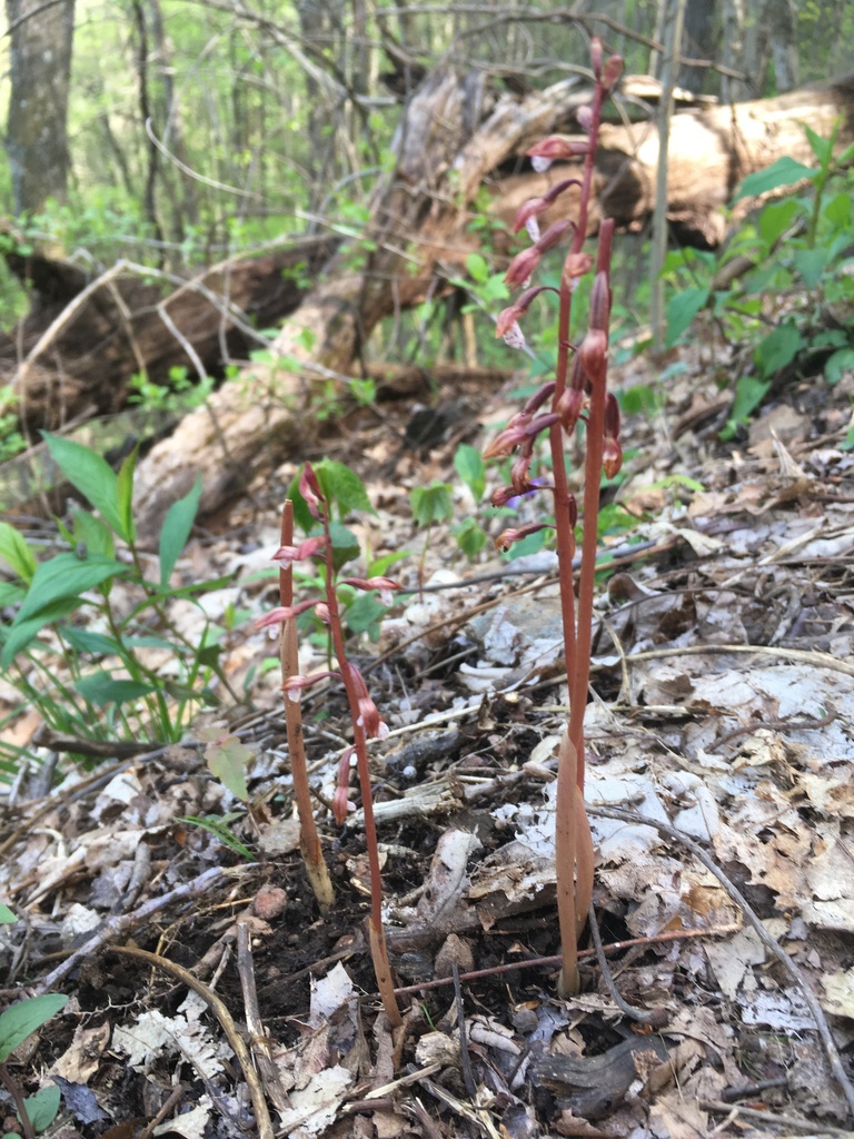 Spring Coralroot in April 2021 by Scott Morris · iNaturalist