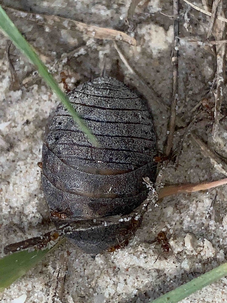 Boll’s Sandroach from Padre Island National Seashore, TX, US on April ...