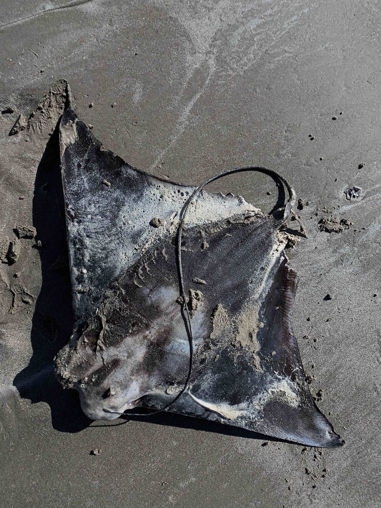 Cownose Ray in April 2021 by Amanda Gabehart · iNaturalist