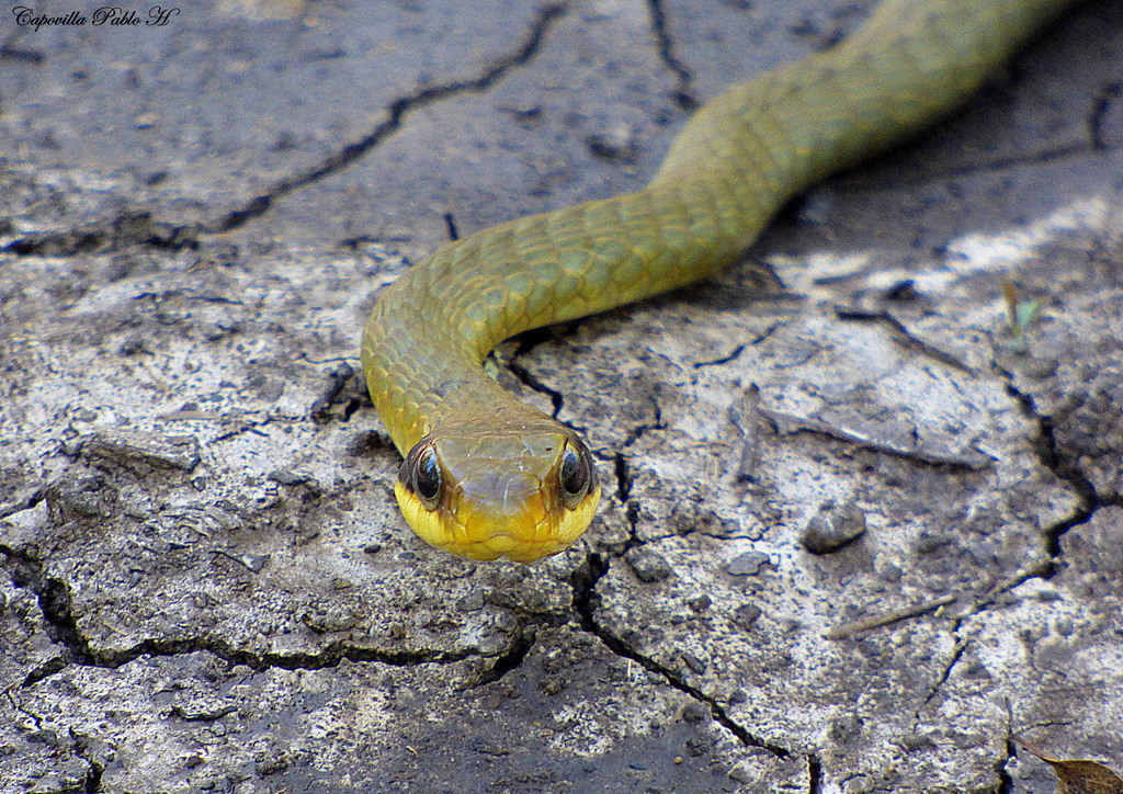 Cobra cipó marrom (Guia Rápido de Serpentes do Brasil) · iNaturalist