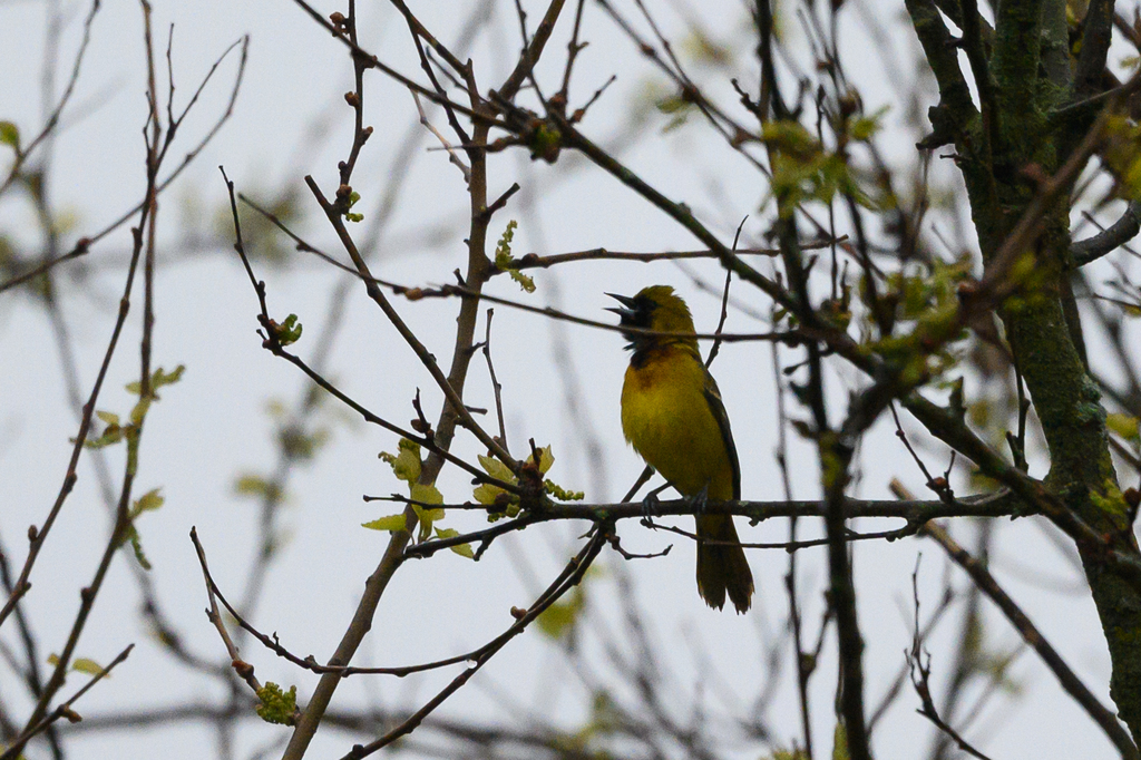 Orchard Oriole from Forest Glen, Silver Spring, MD, USA on April 25 ...