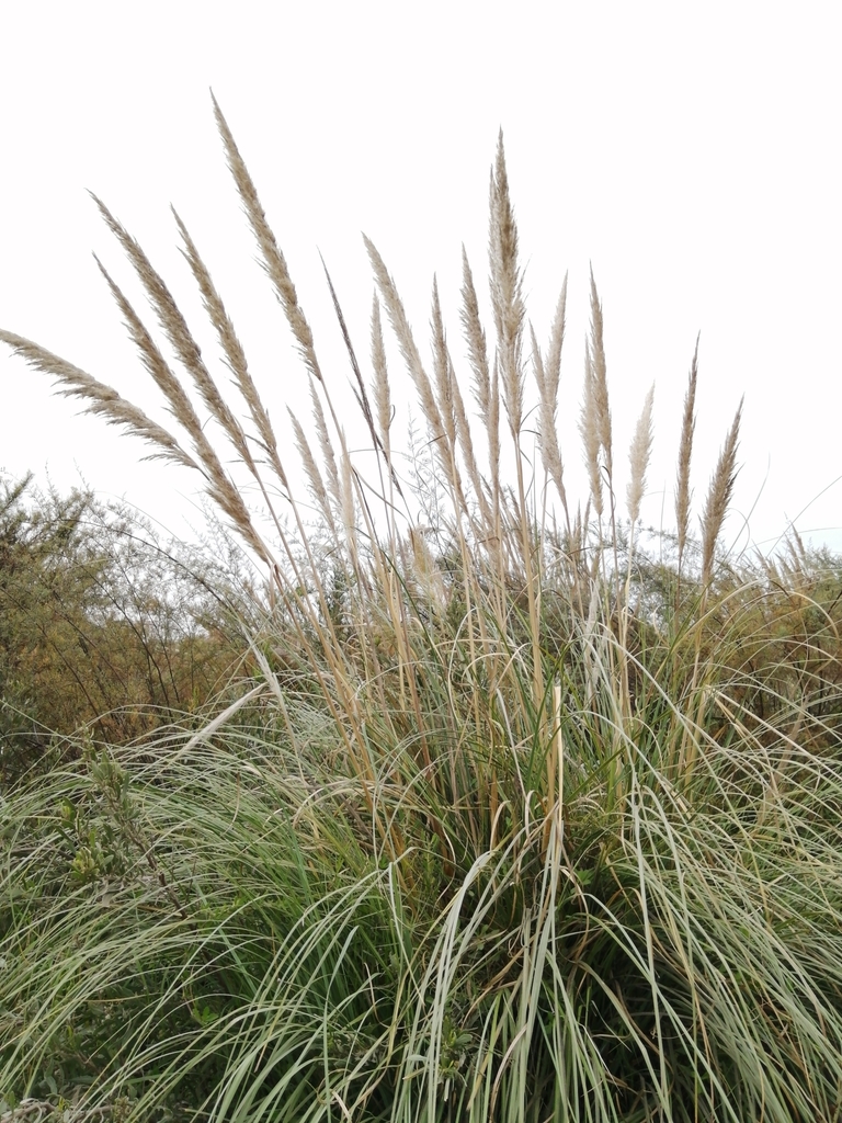 Pampas grasses from La Serena, Coquimbo, Chile on April 26, 2021 at 09: ...