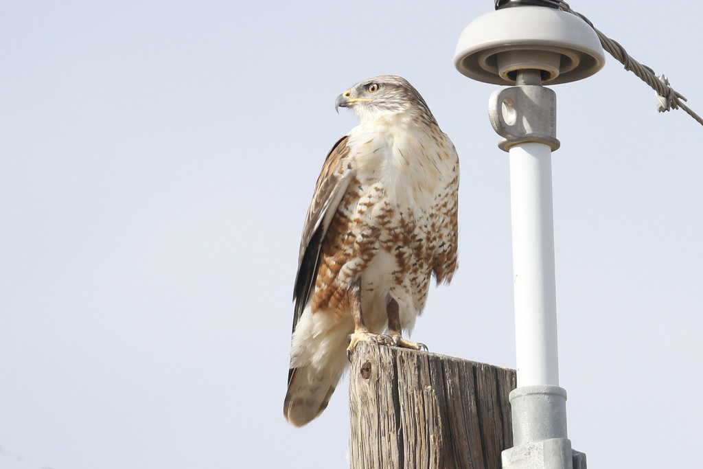 Ferruginous Hawk Size