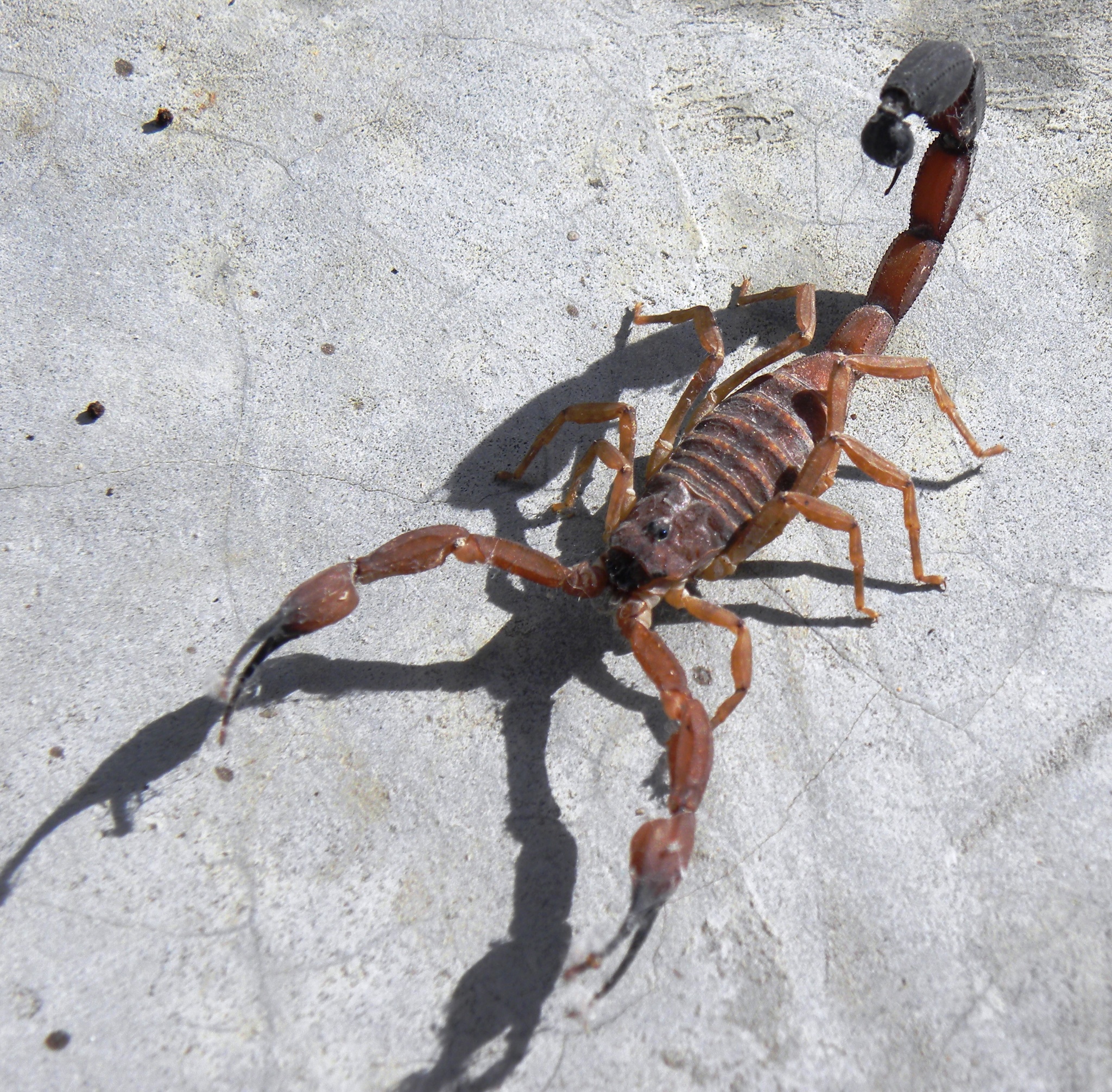 Tityus discrepans (Karsch, 1879)