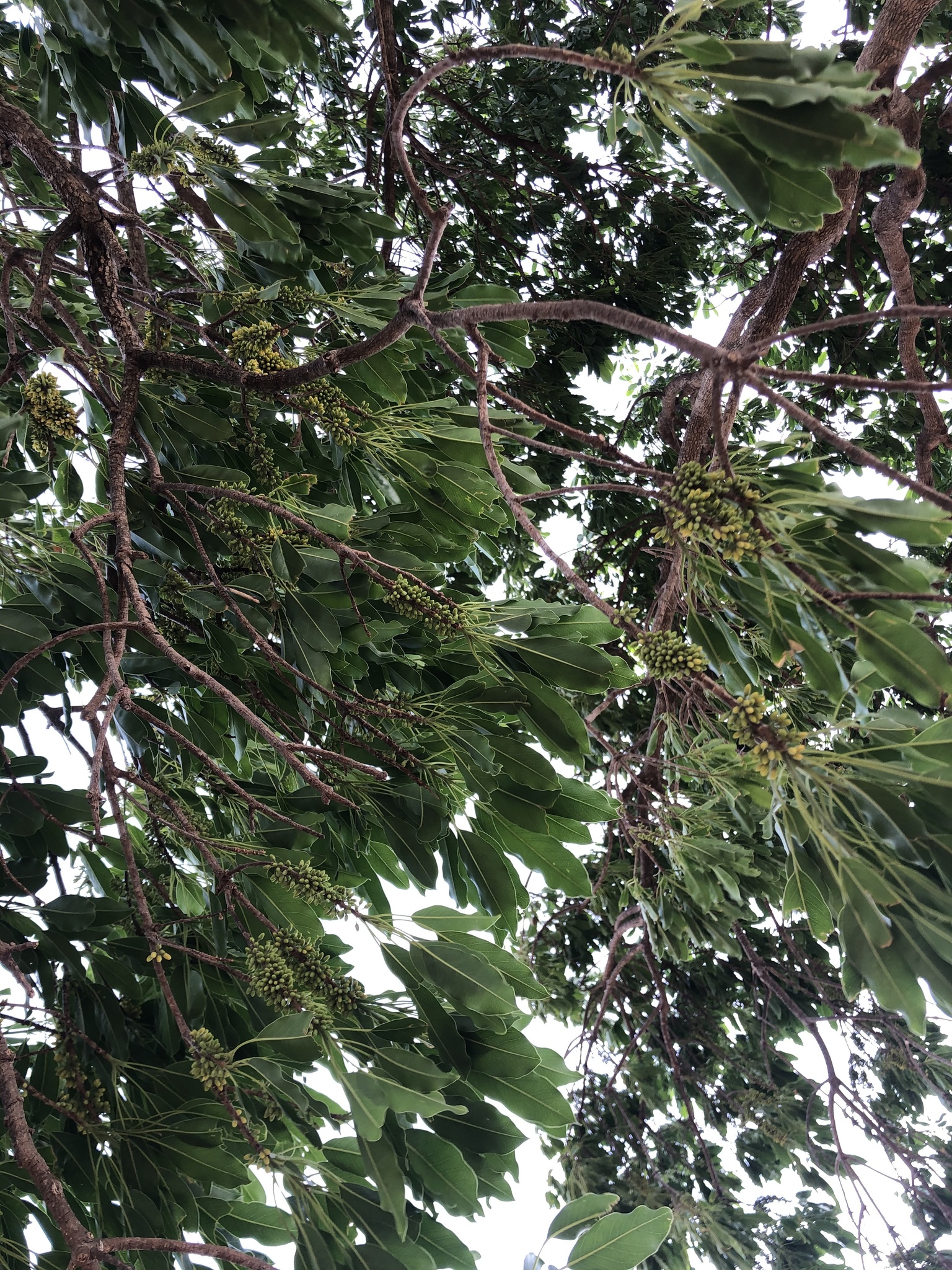 Sideroxylon capiri (A.DC.) Pittier