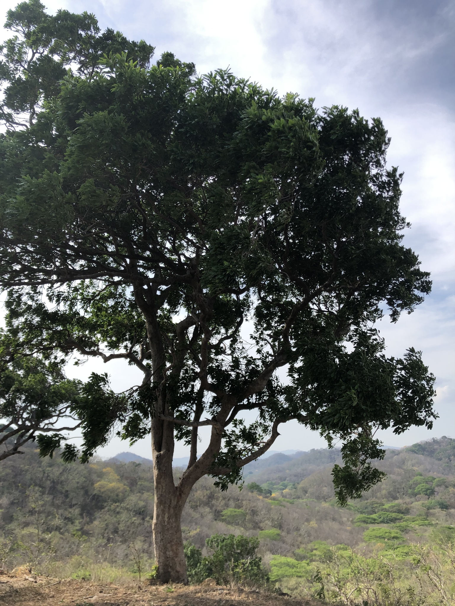 Sideroxylon capiri (A.DC.) Pittier