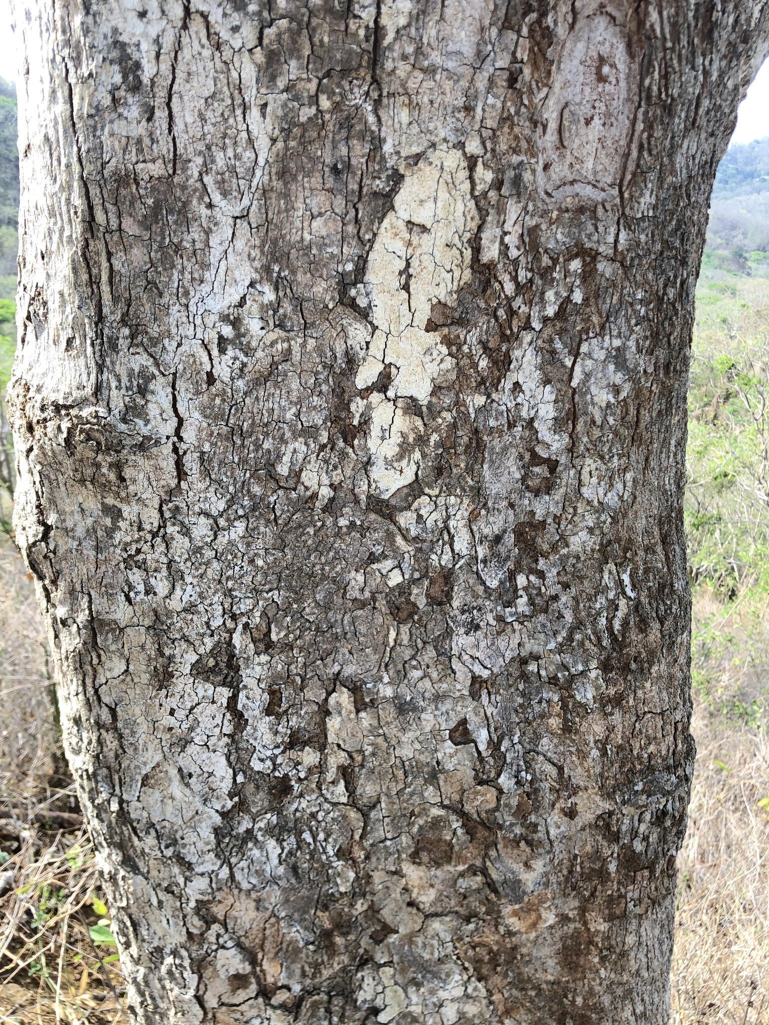 Sideroxylon capiri (A.DC.) Pittier