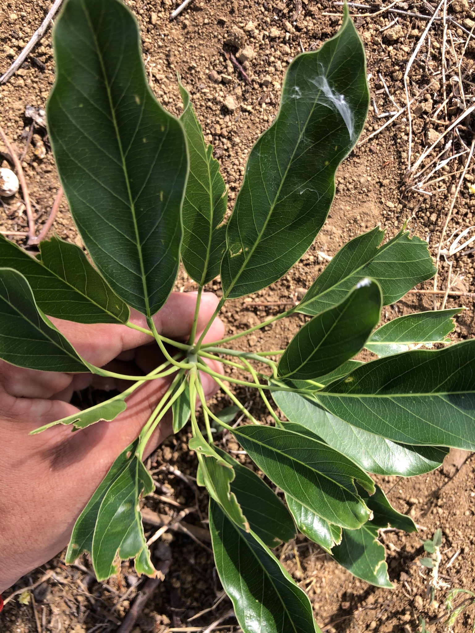 Sideroxylon capiri (A.DC.) Pittier