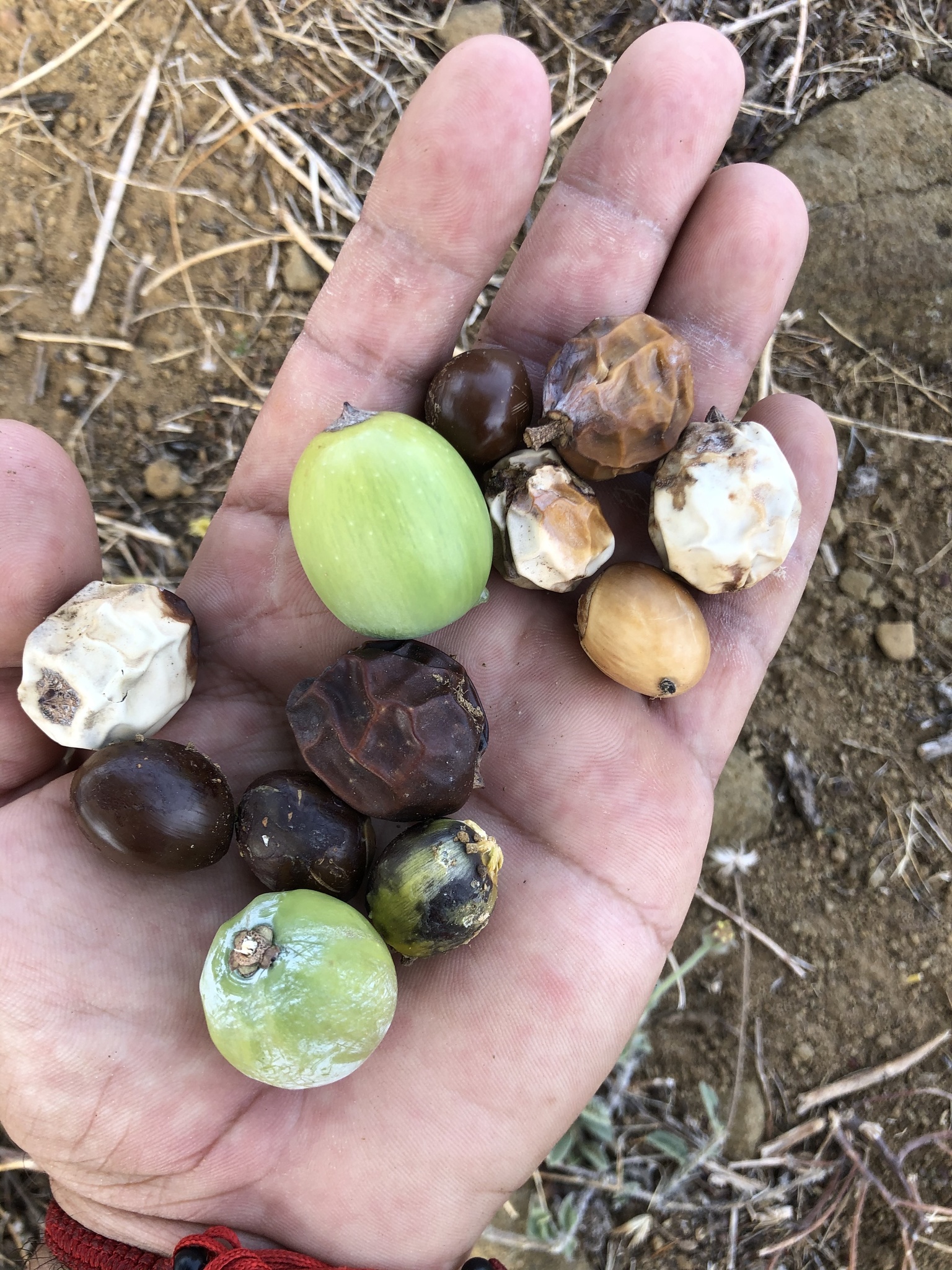 Sideroxylon capiri (A.DC.) Pittier