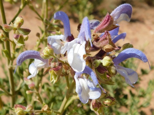 Salvia chamelaeagnea (Klapmuts Natural Heritage Site) · iNaturalist