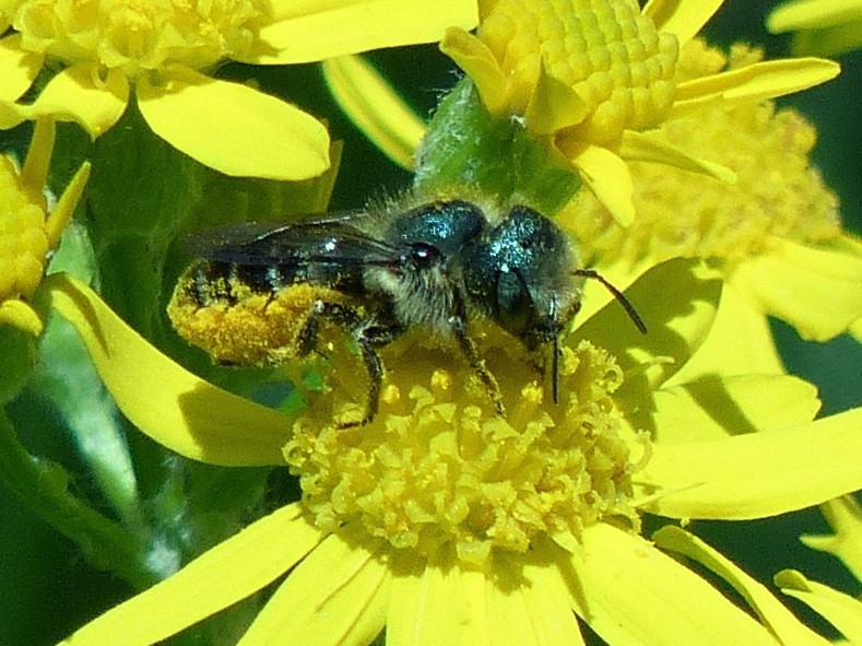 Blue Orchard Bee from University City, MO USA on April 14, 2021 at 02: ...