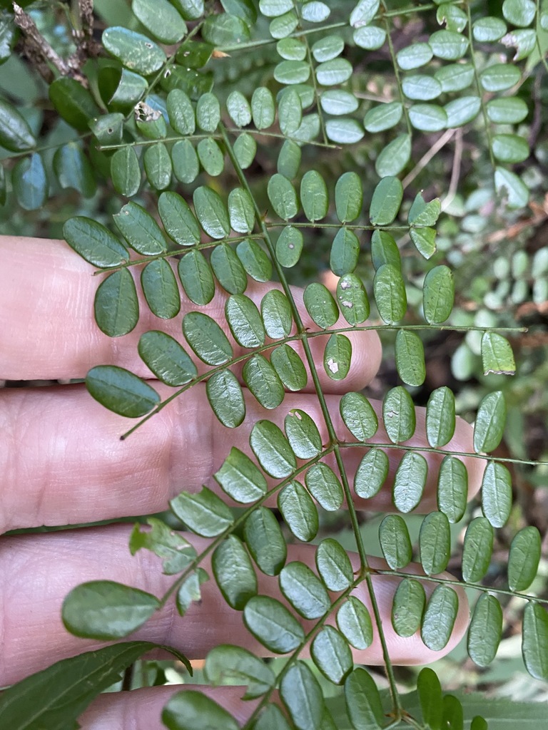 corky prickle-vine (Logan Bahr's Scrub Flora) · iNaturalist