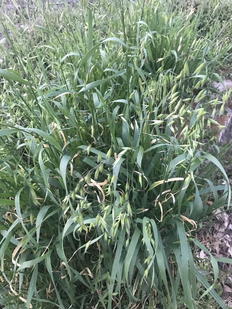 wild oat from Bellechase Rd, Granbury, TX, US on April 26, 2021 at 08: ...