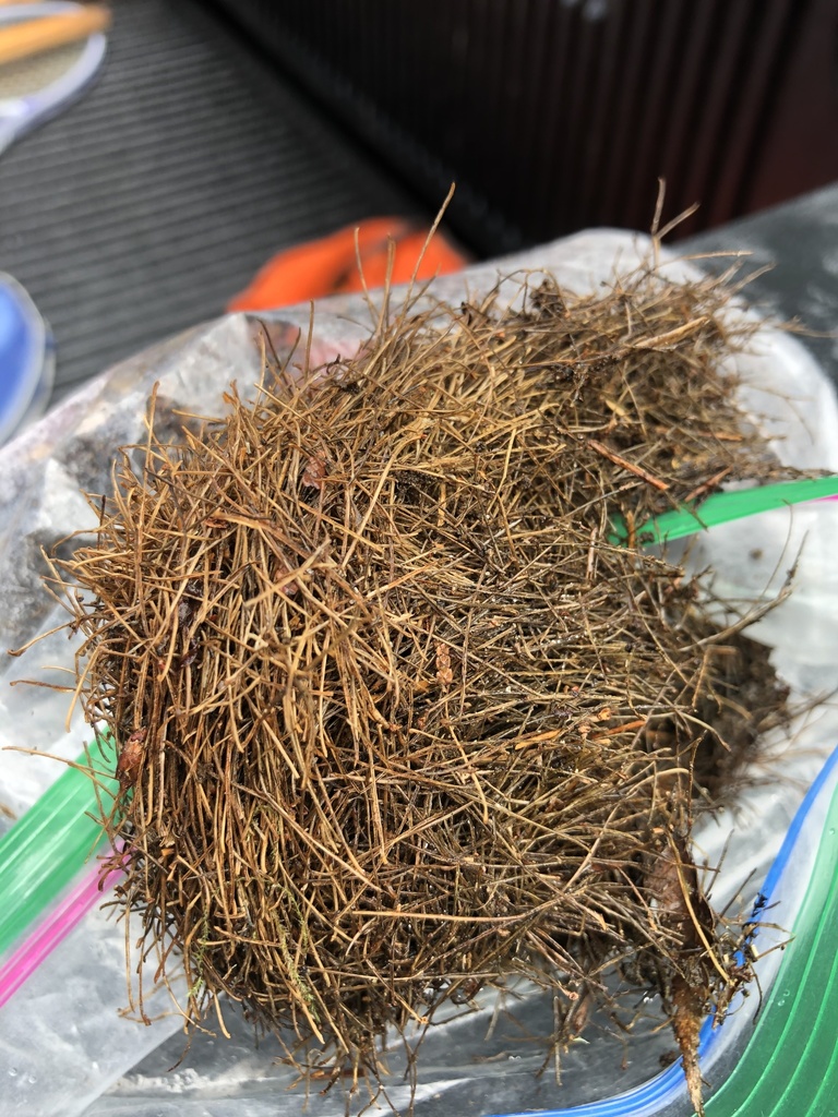 Red Tree Vole in April 2021 by Matt D'Agrosa. Resin ducts · iNaturalist