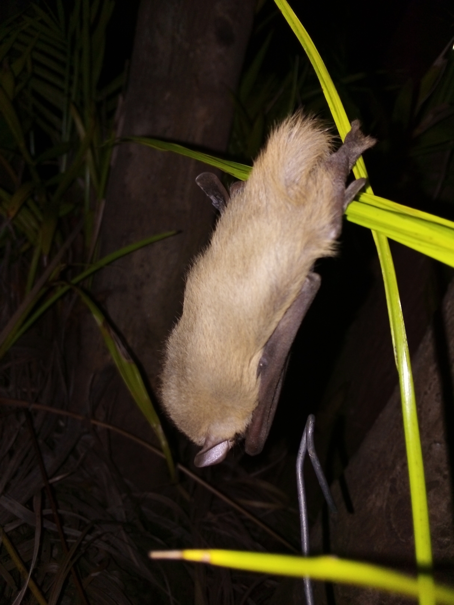 Lasiurus ega (Gervais, 1856)