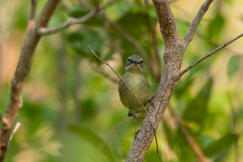Black-throated Blue Warbler from Fort Zachary Taylor State Park on ...