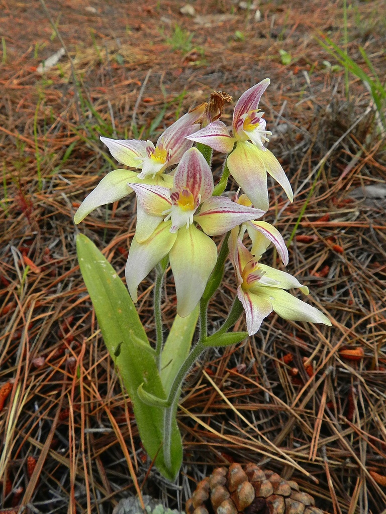 Cowslip Orchid from Gibson WA 6448, Australia on September 20, 2019 at 02:25 PM by Frank ...