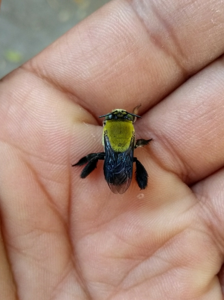 Shining Oil-digger Bee from Agua de Correa, Zihuatanejo, Gro., México ...