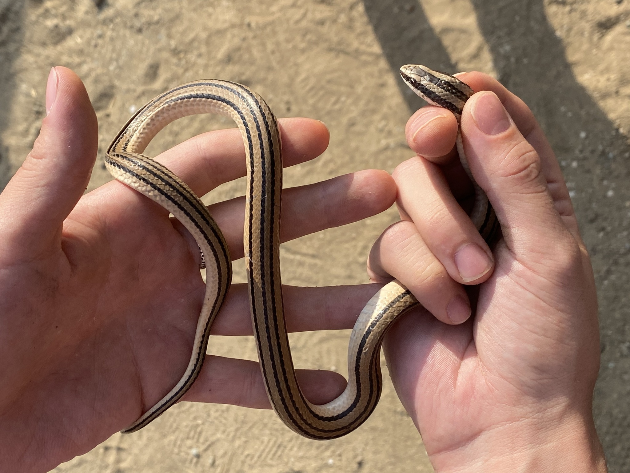 Conophis vittatus Peters, 1860
