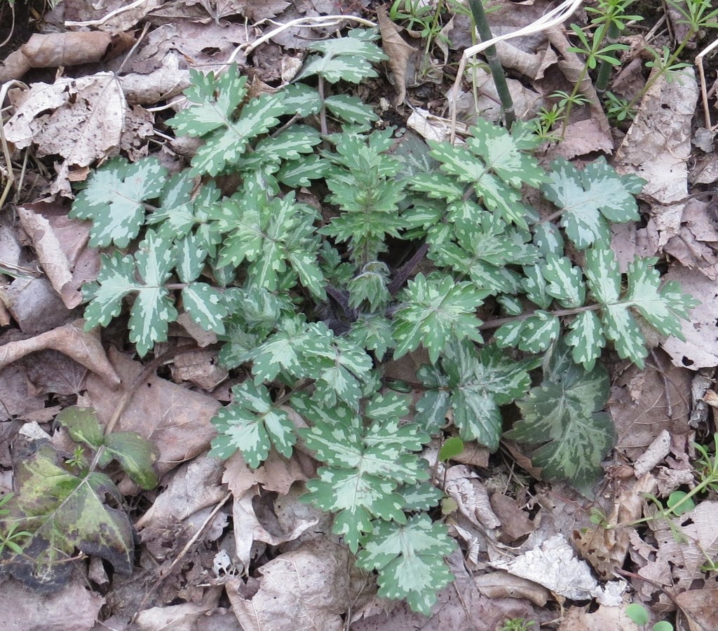 great waterleaf from Rustic Road 51, Pierce County, WI, USA on April 26 ...