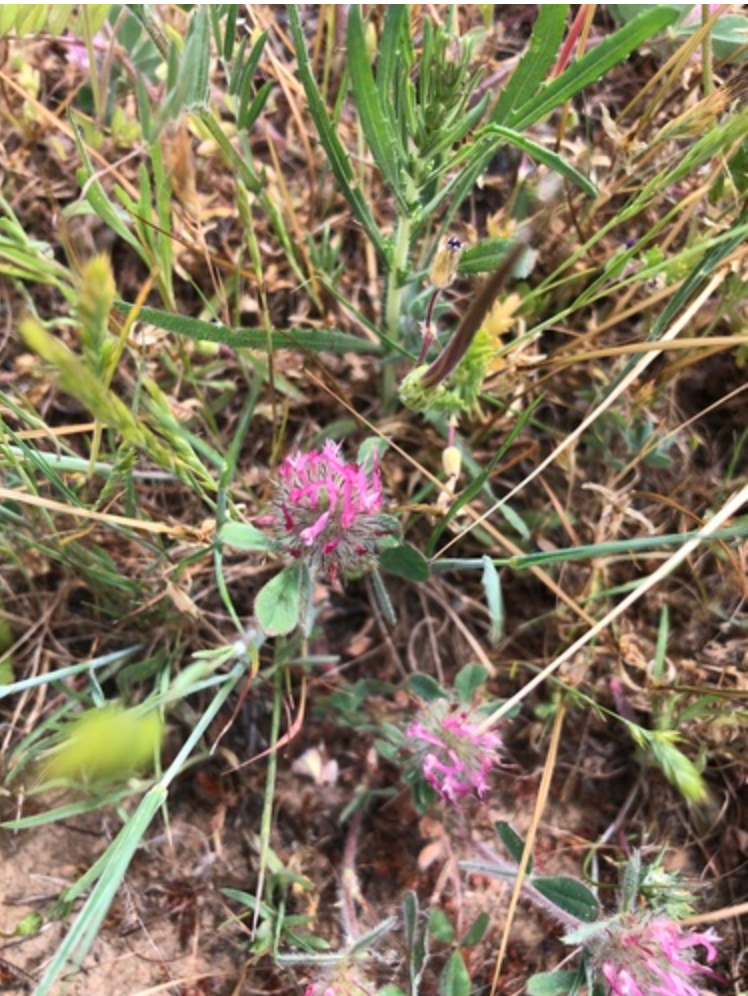 Rose Clover from Sonoma County, CA, USA by avcastro · iNaturalist