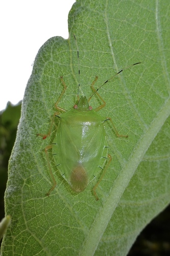 Chlorocoris isthmus · iNaturalist