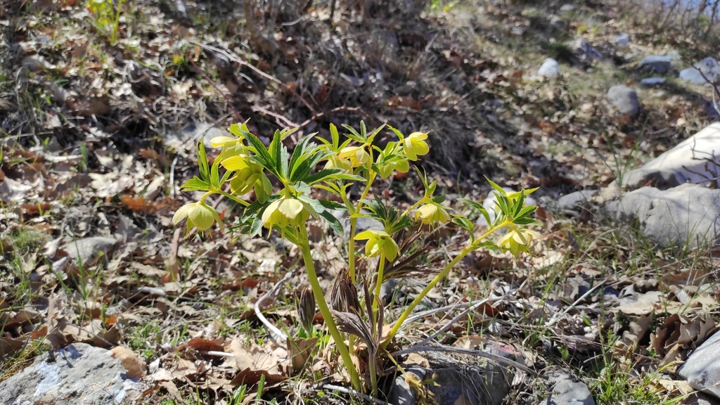 Helleborus multifidus from Hrgud, Bosnia and Herzegovina on April 24 ...